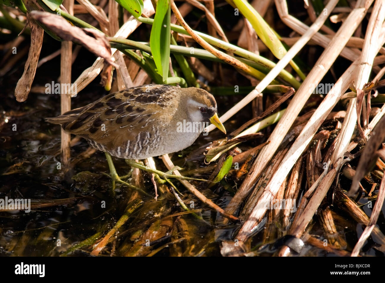 Rail vert Banque de photographies et d’images à haute résolution - Alamy