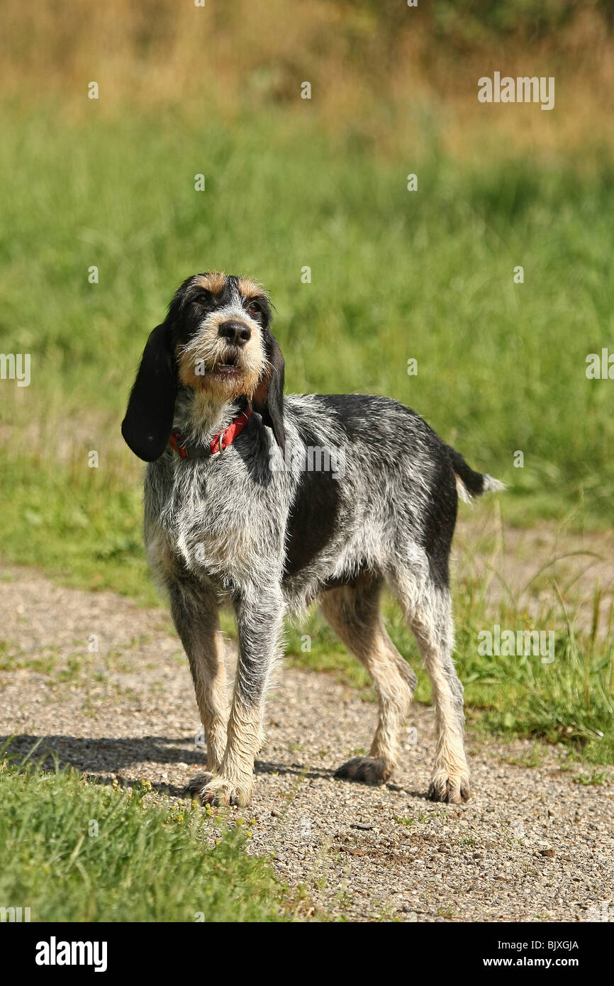 Blue gascony griffon dog Banque de photographies et d’images à haute ...