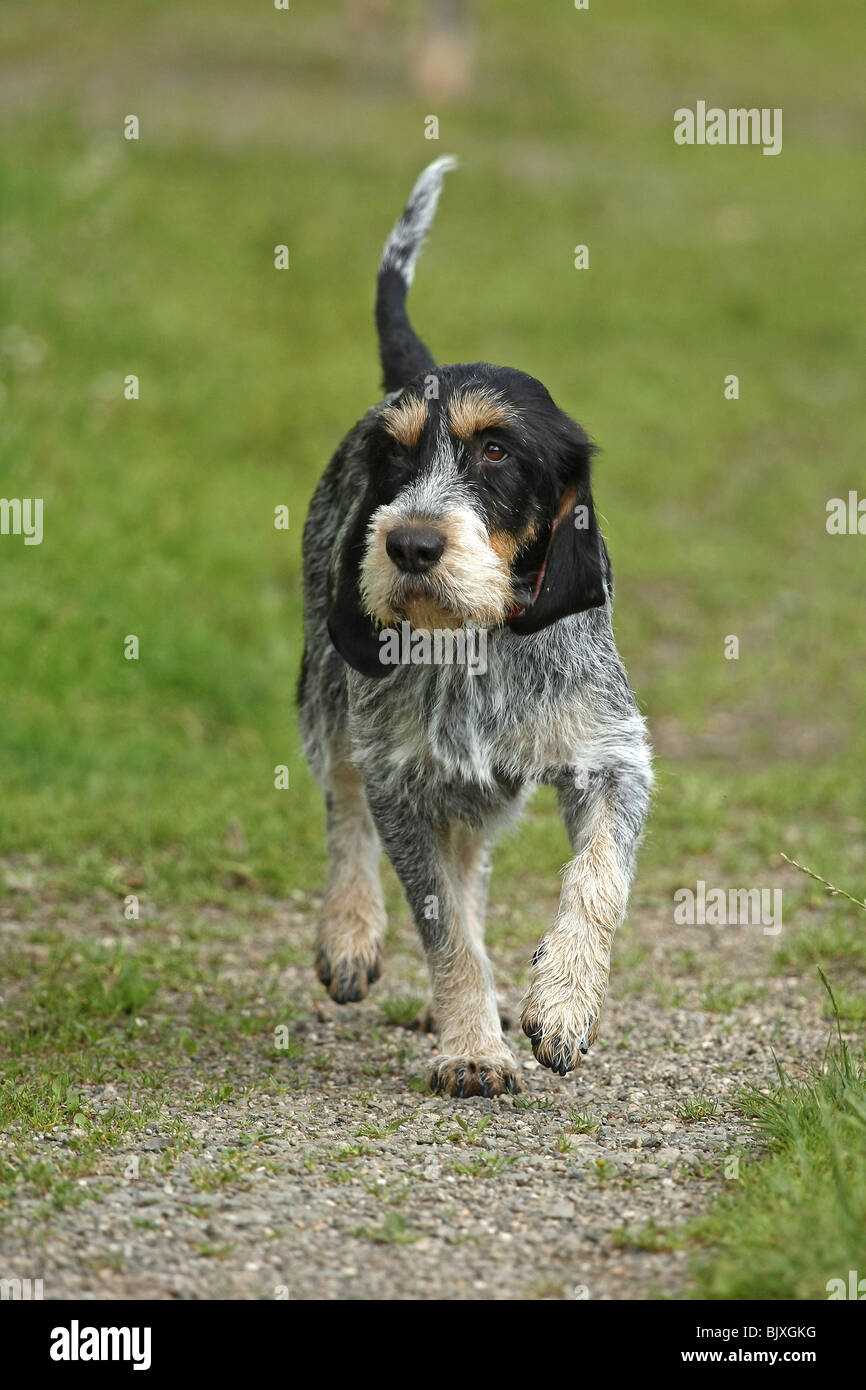 Blue gascony griffon dog Banque de photographies et d’images à haute ...