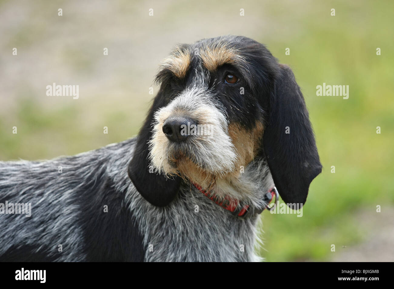 Blue gascony griffon dog Banque de photographies et d’images à haute ...