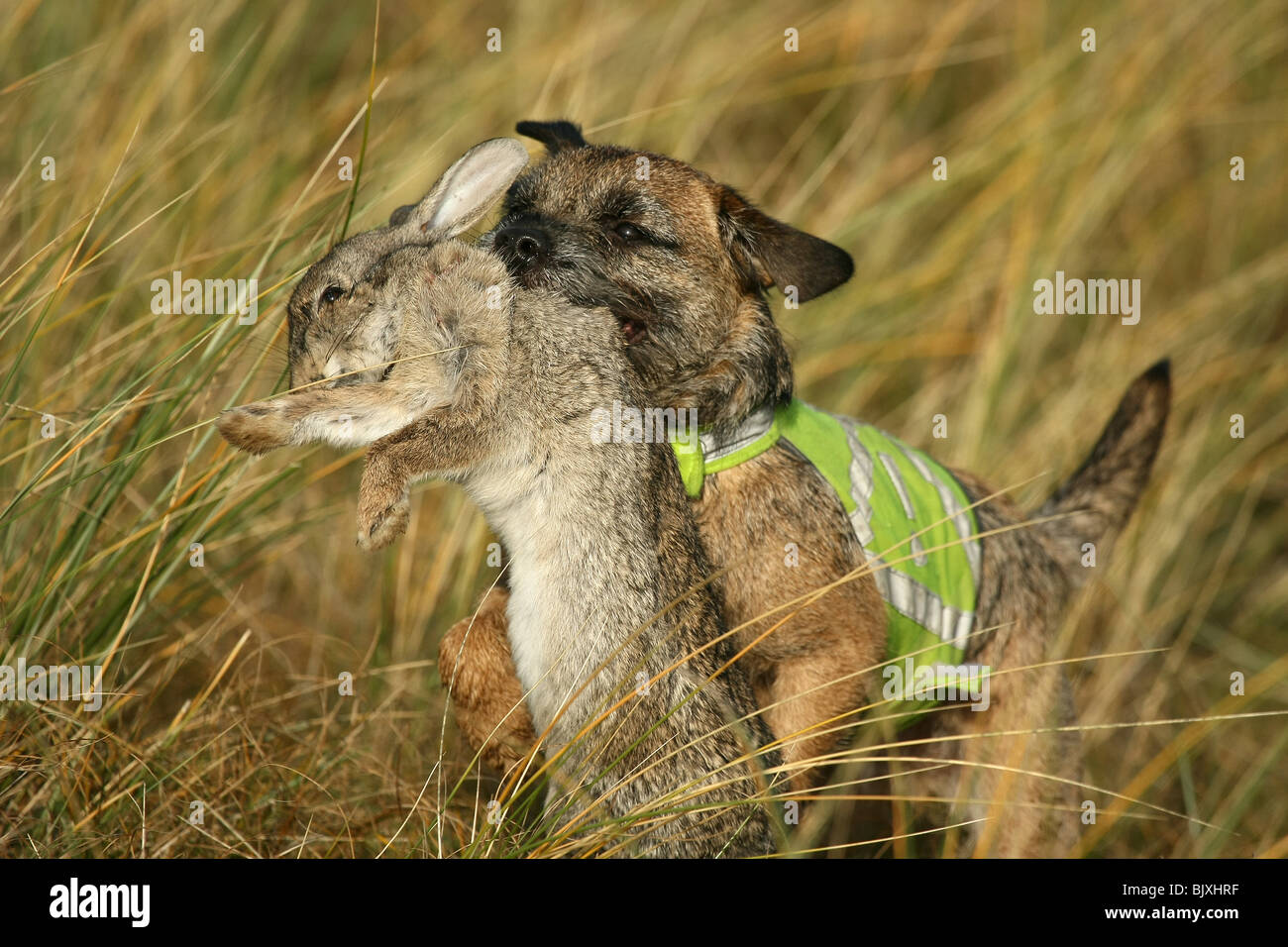 Hunt rabbits Banque de photographies et d’images à haute résolution - Alamy
