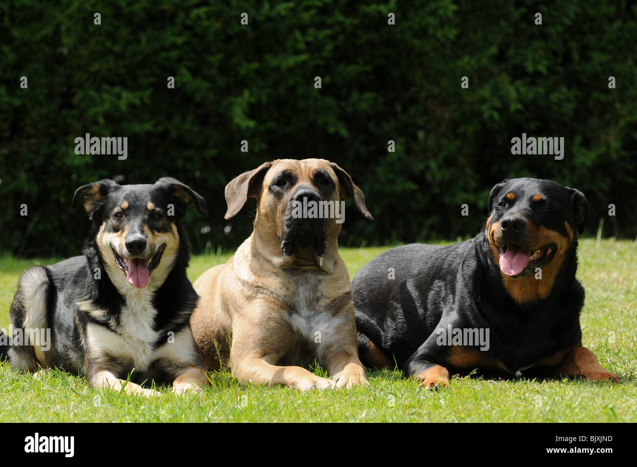Rottweiler cross breed Banque de photographies et d’images à haute ...