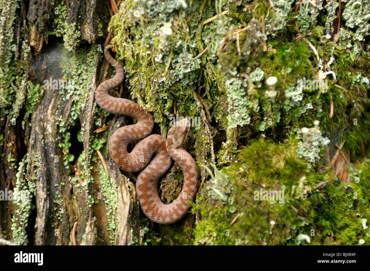Le serpent Banque de photographies et d’images à haute résolution - Alamy