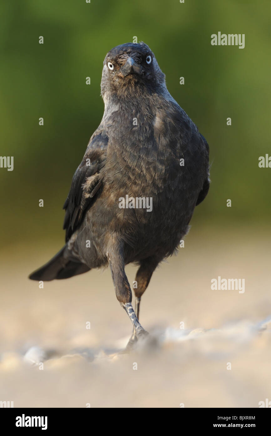 Daw jack Banque de photographies et d’images à haute résolution - Alamy