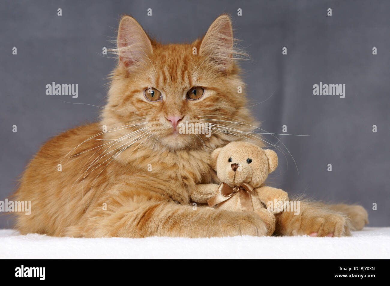 German angora cat Banque de photographies et d’images à haute ...