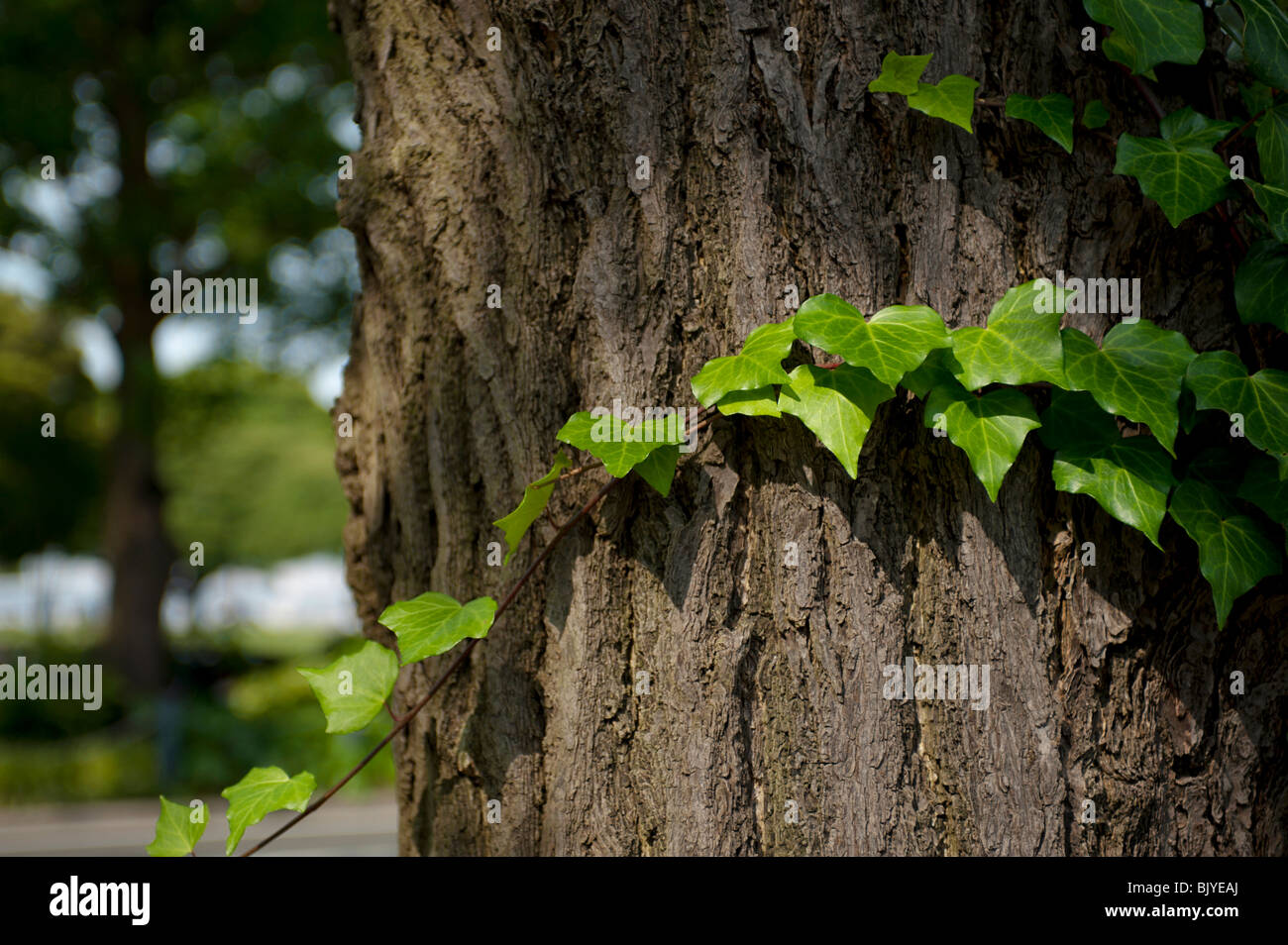 Feuilles sur le tronc d'arbre Banque de photographies et d’images à ...