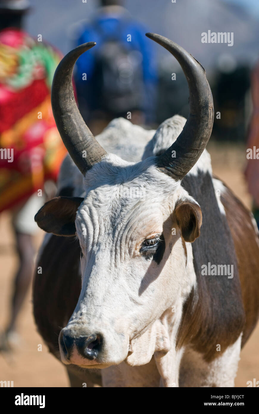 Ambalavao zebu cattle market Banque de photographies et d’images à ...