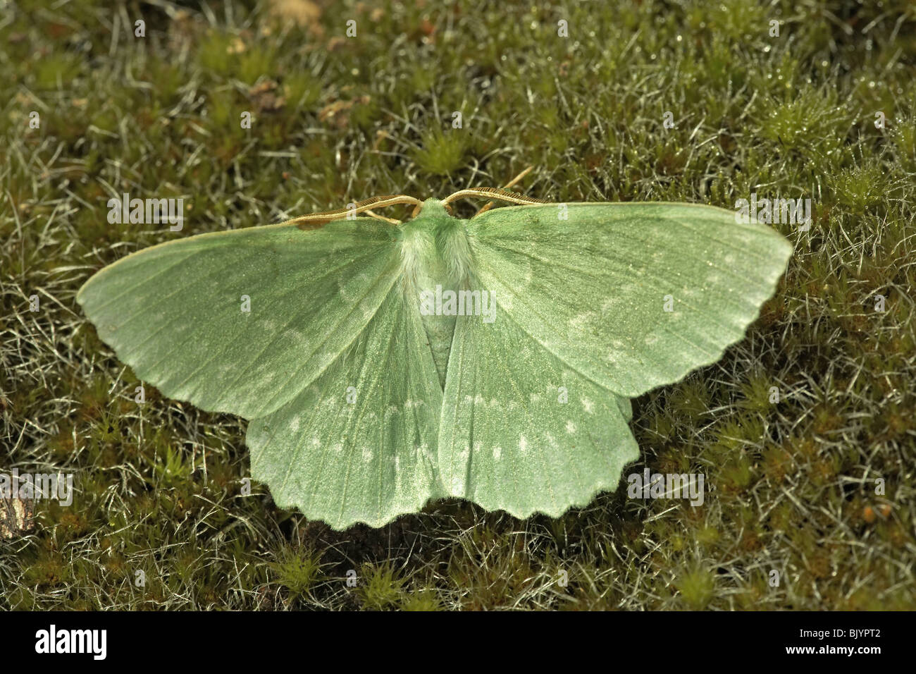 Emerald moth Banque de photographies et d’images à haute résolution - Alamy