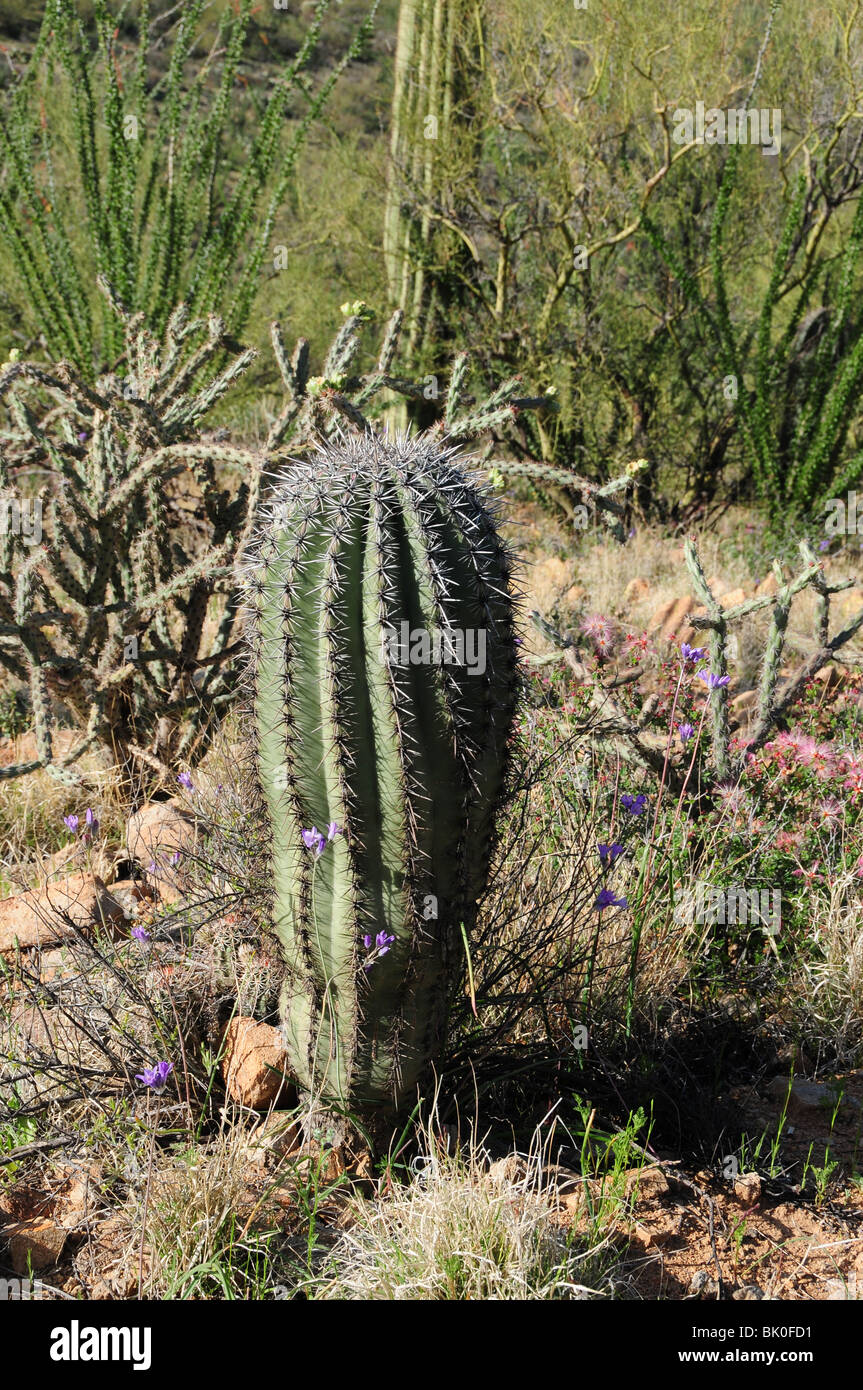 Un jeune saguaro cactus, (Carnegiea gigantea), entouré de fleurs ...