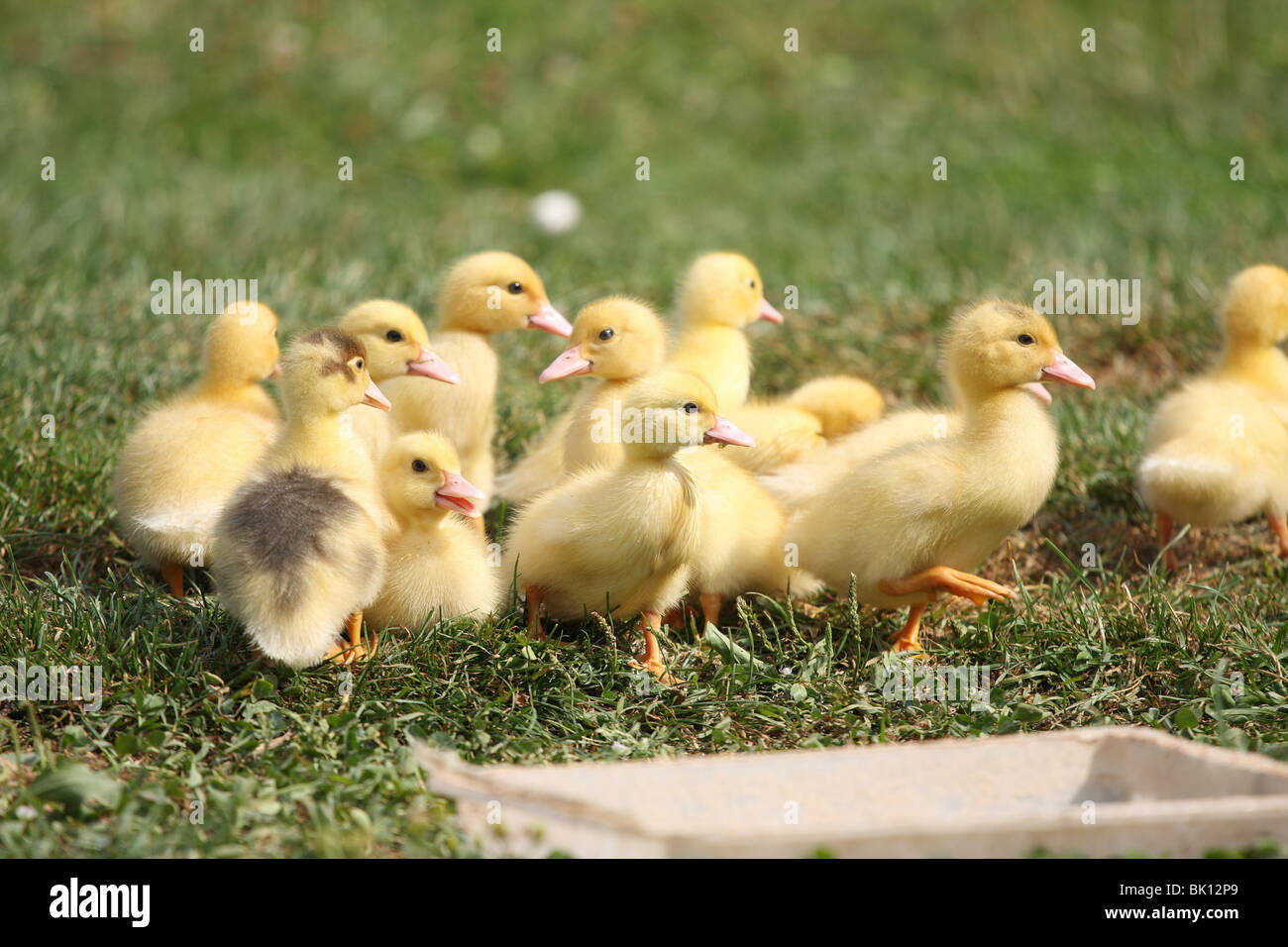 Canard de barbarie juvénile Banque de photographies et d’images à haute ...