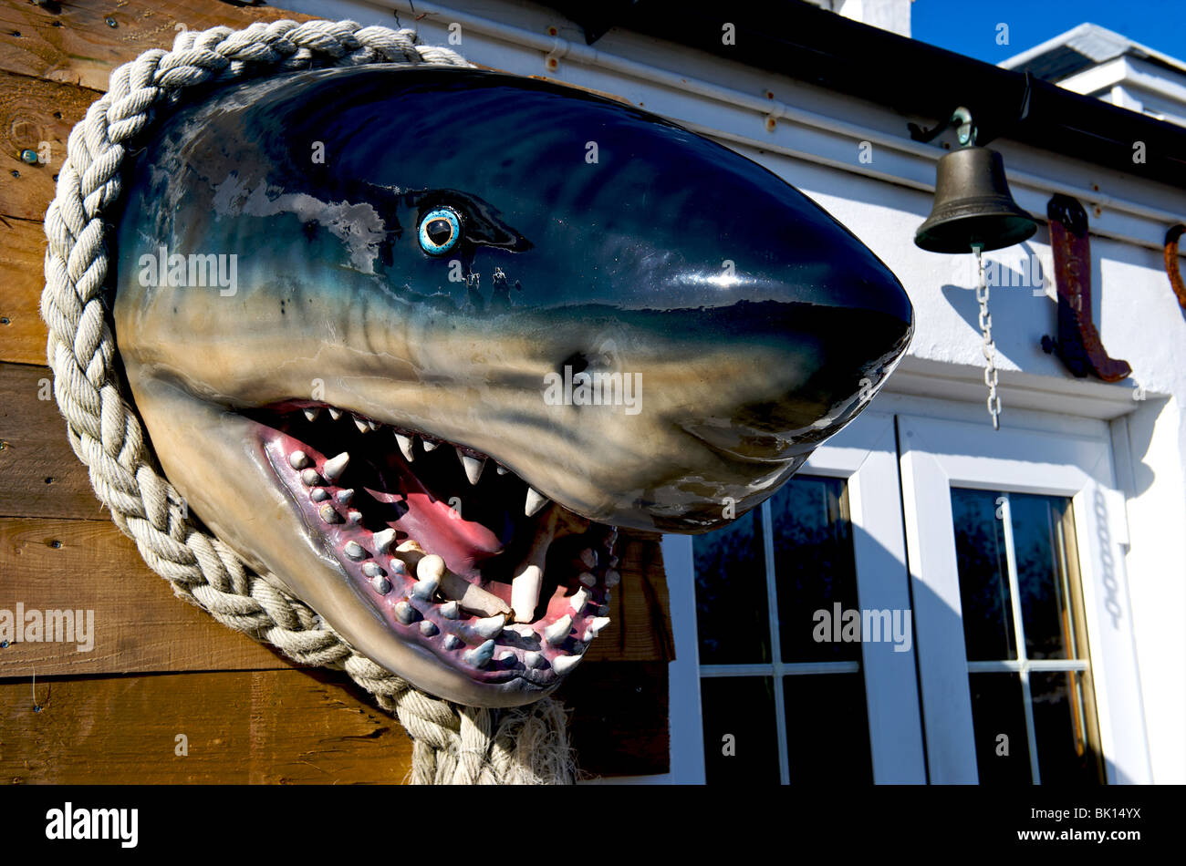 Tête de requin Banque de photographies et d’images à haute résolution ...