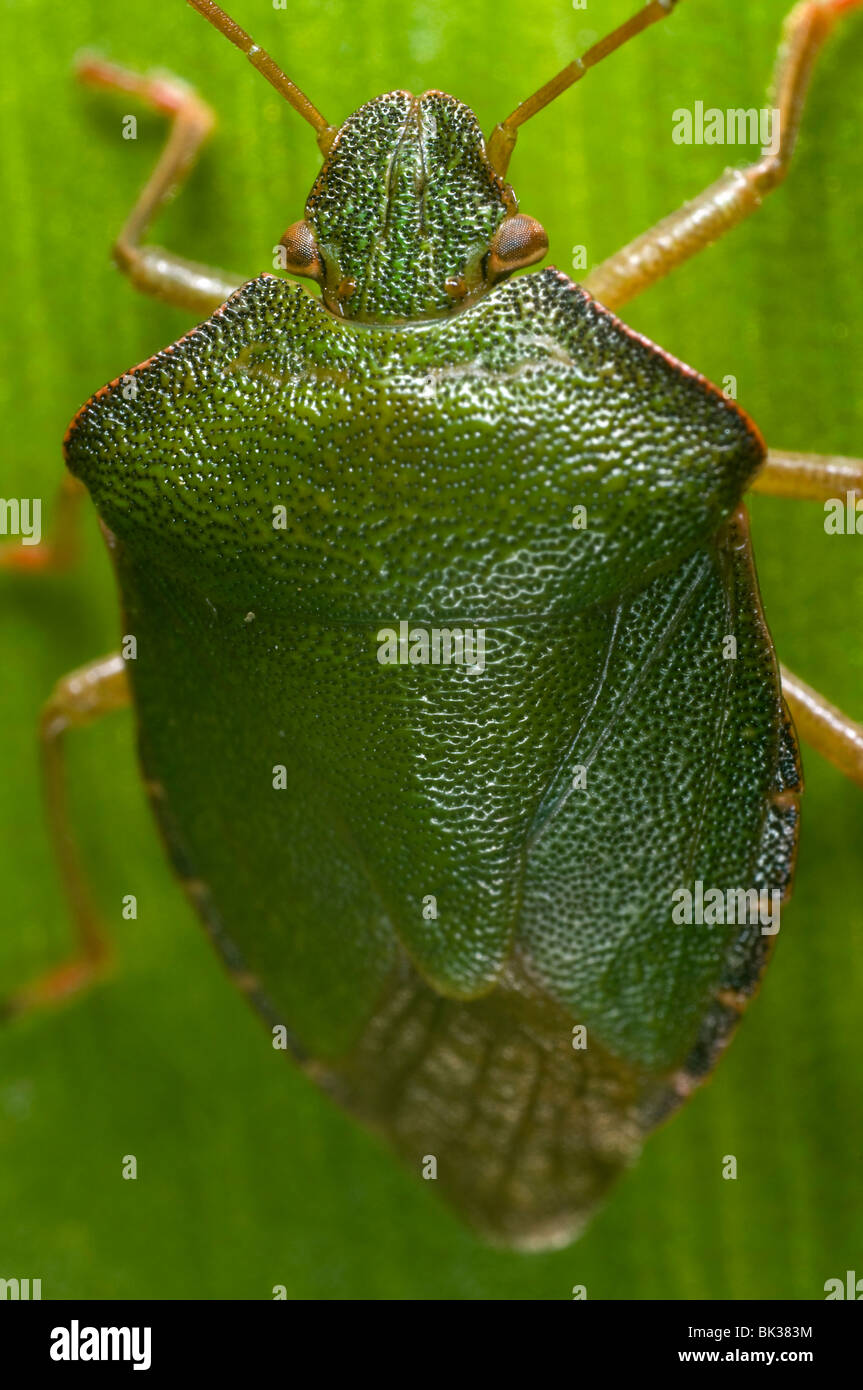 Shieldbug vert sur la feuille. Palomina Prasina, ordre des Hémiptères ...