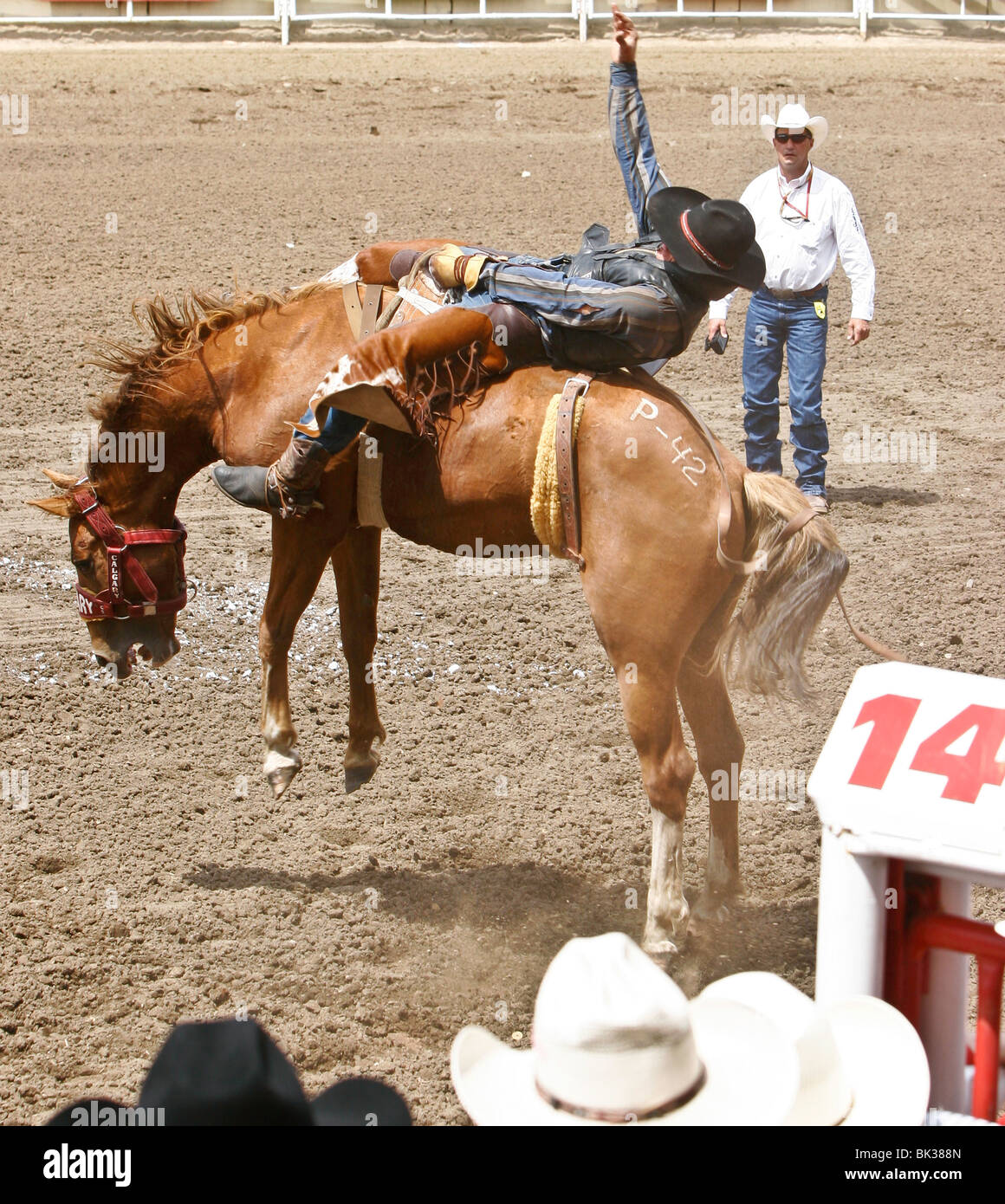 Un cowboy monte un bucking bronco bareback lors de la signature de l ...