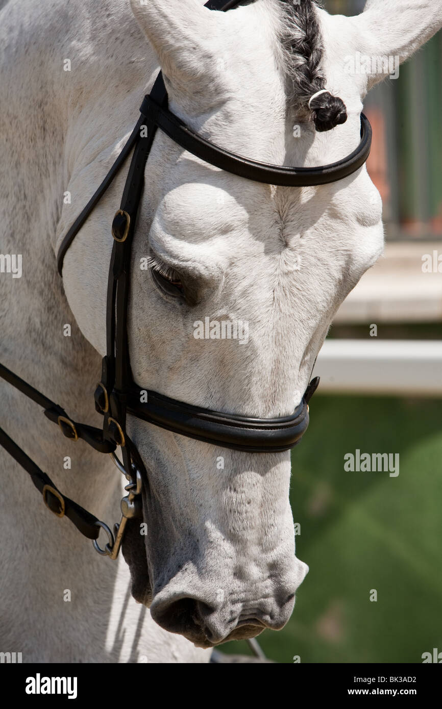 Cheval andalousie Banque de photographies et d’images à haute ...