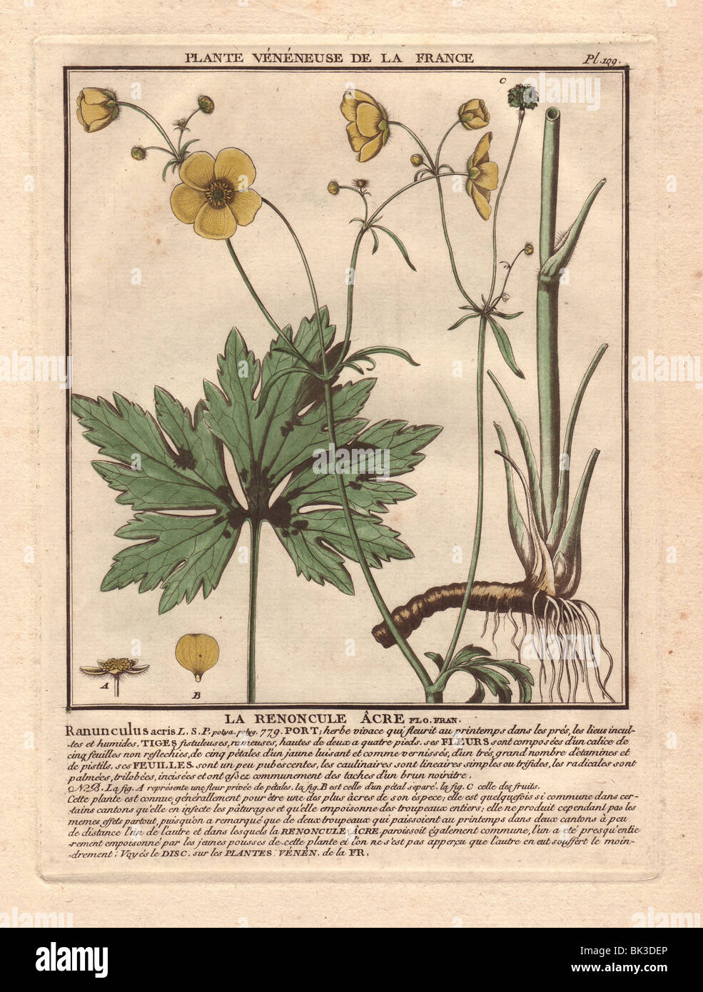 Prairie ou la renoncule âcre La renoncule âcre ou bouton d'or ...