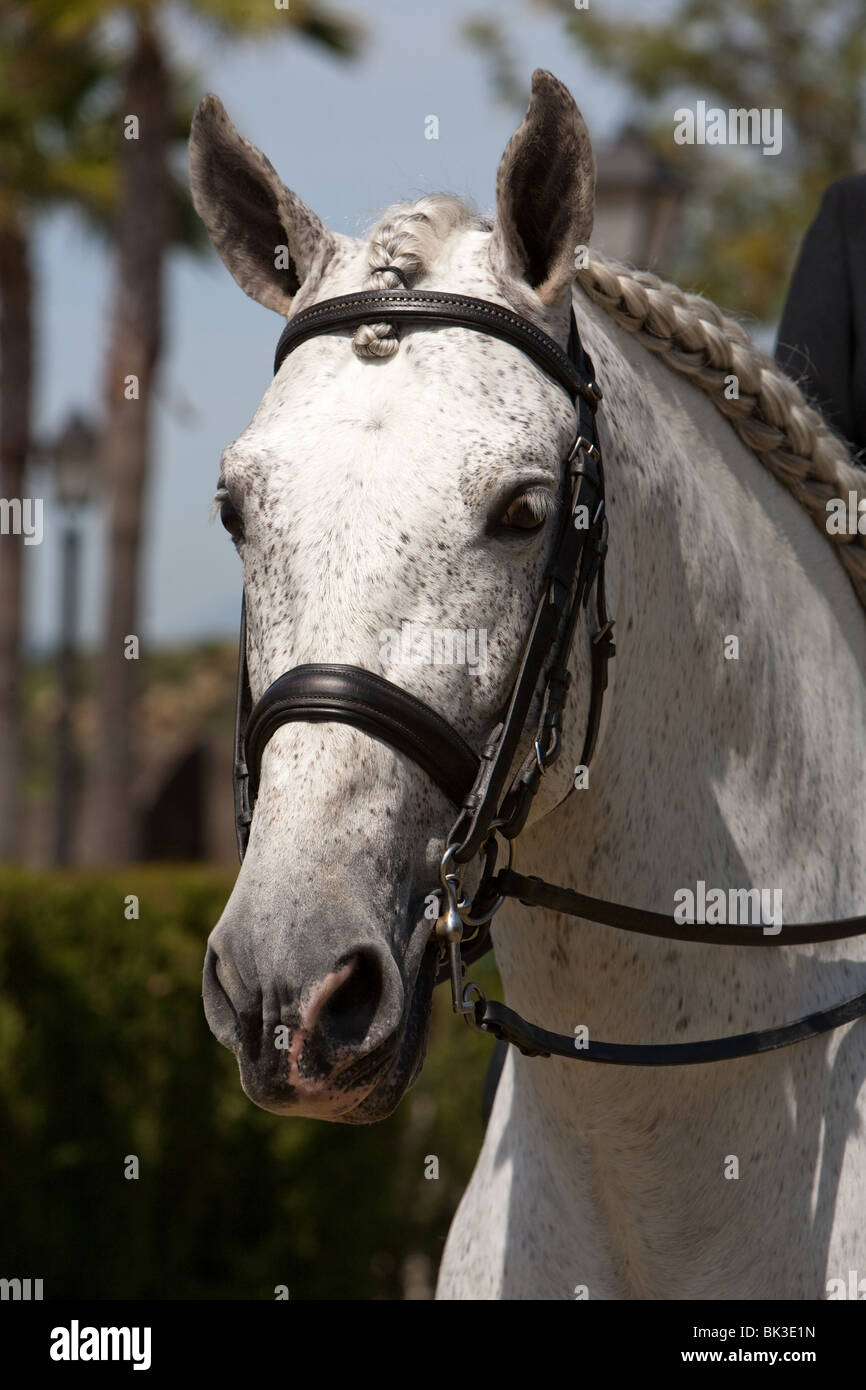 Cheval Pure Race Espagnole Banque d'image et photos - Alamy