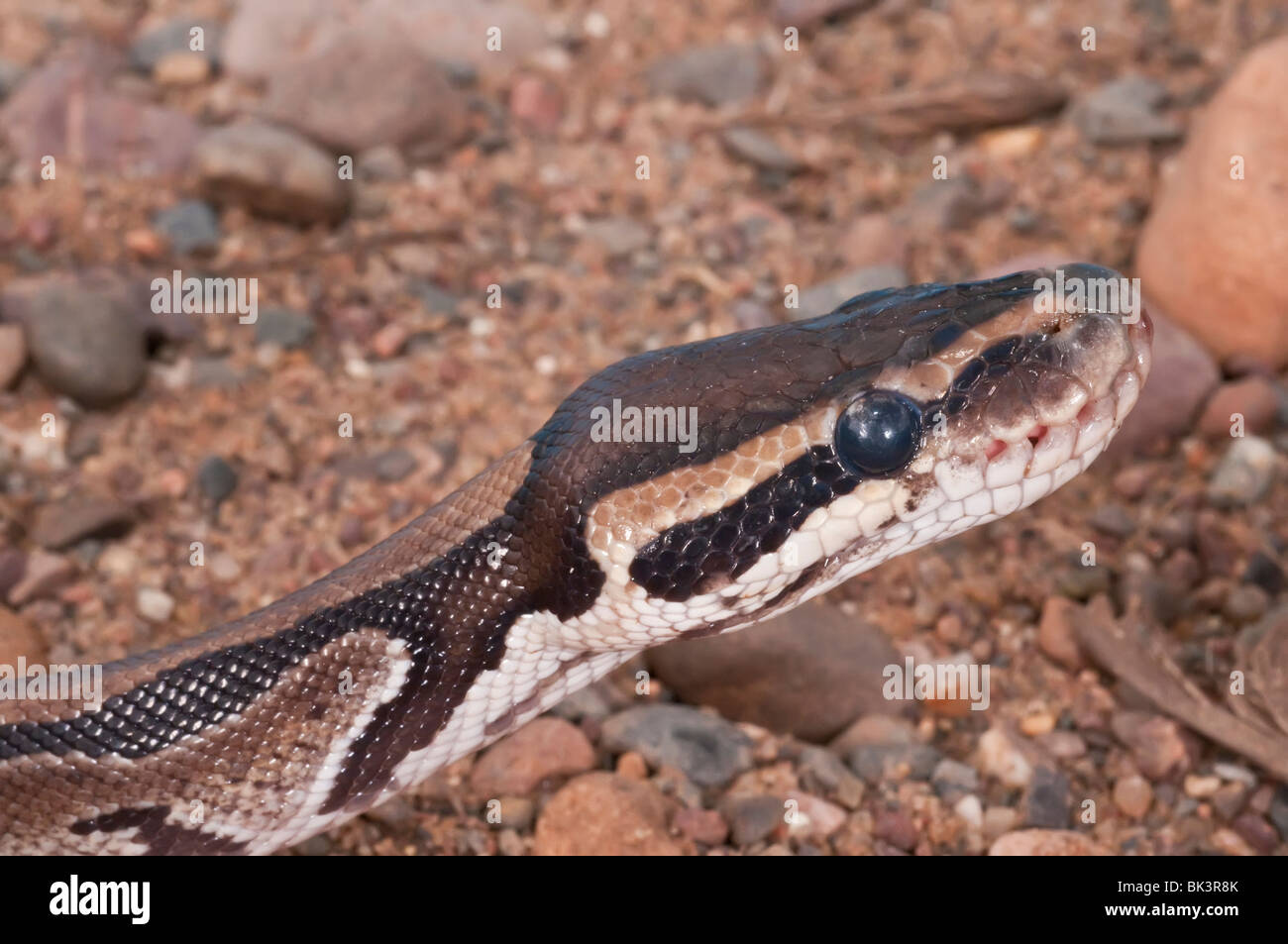 Royal regius pythonidae Banque de photographies et d’images à haute ...