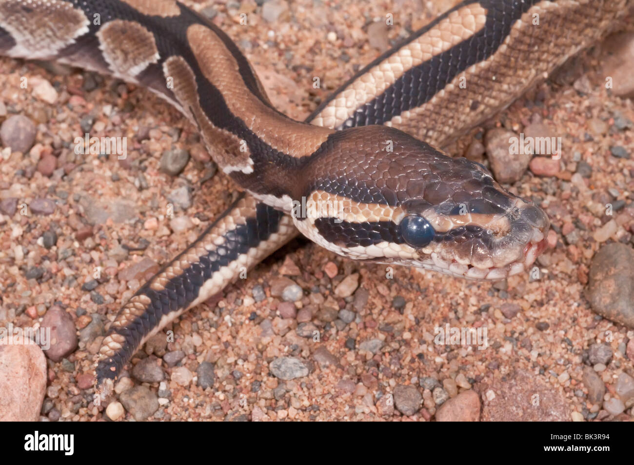Royal regius pythonidae Banque de photographies et d’images à haute ...