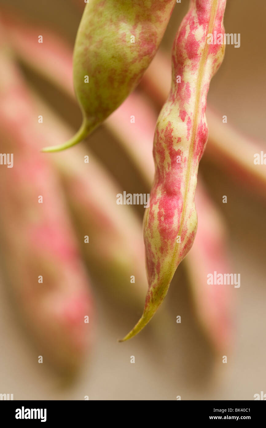 Haricots romano Banque de photographies et d’images à haute résolution ...