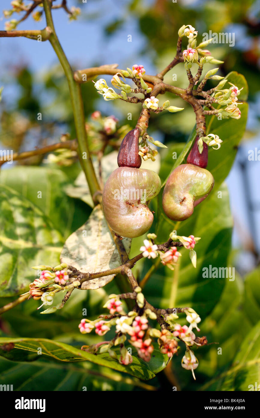 Arbre fruitier de cajou Banque de photographies et d’images à haute ...