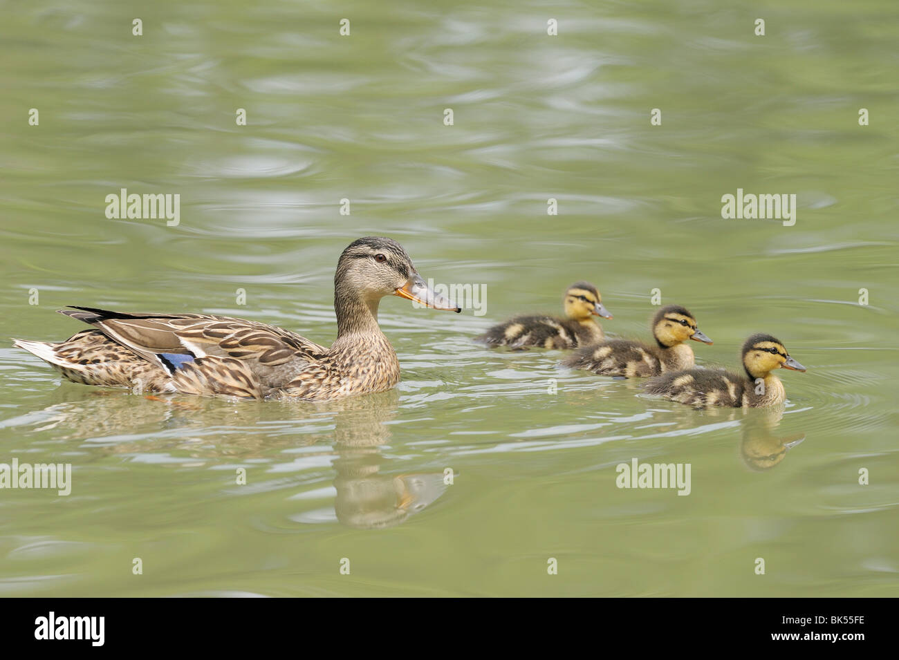 Mignons Canetons Colvert Banque d'image et photos - Alamy
