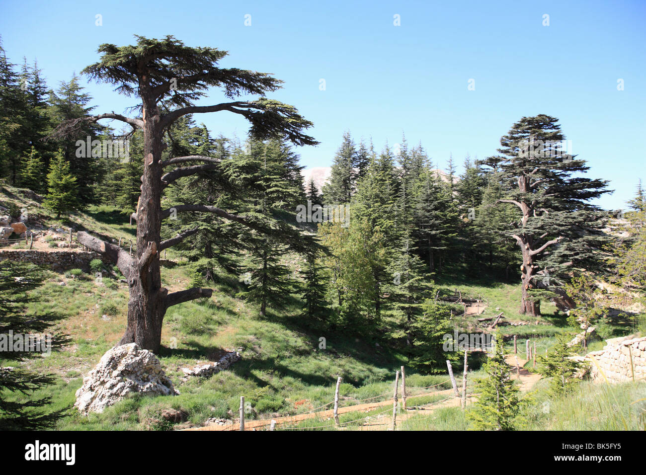 Cèdre du liban Banque de photographies et d’images à haute résolution ...