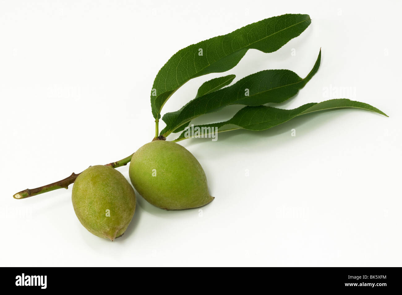 Plante de l'amandier Banque d'images détourées - Alamy