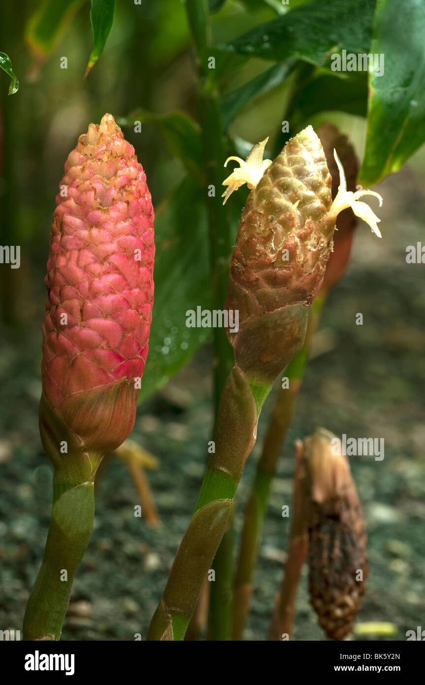 Zingiber Officinale Flower Banque d'image et photos - Alamy