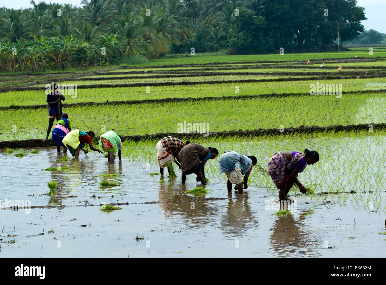 Repiquage de riz Banque de photographies et d’images à haute résolution ...