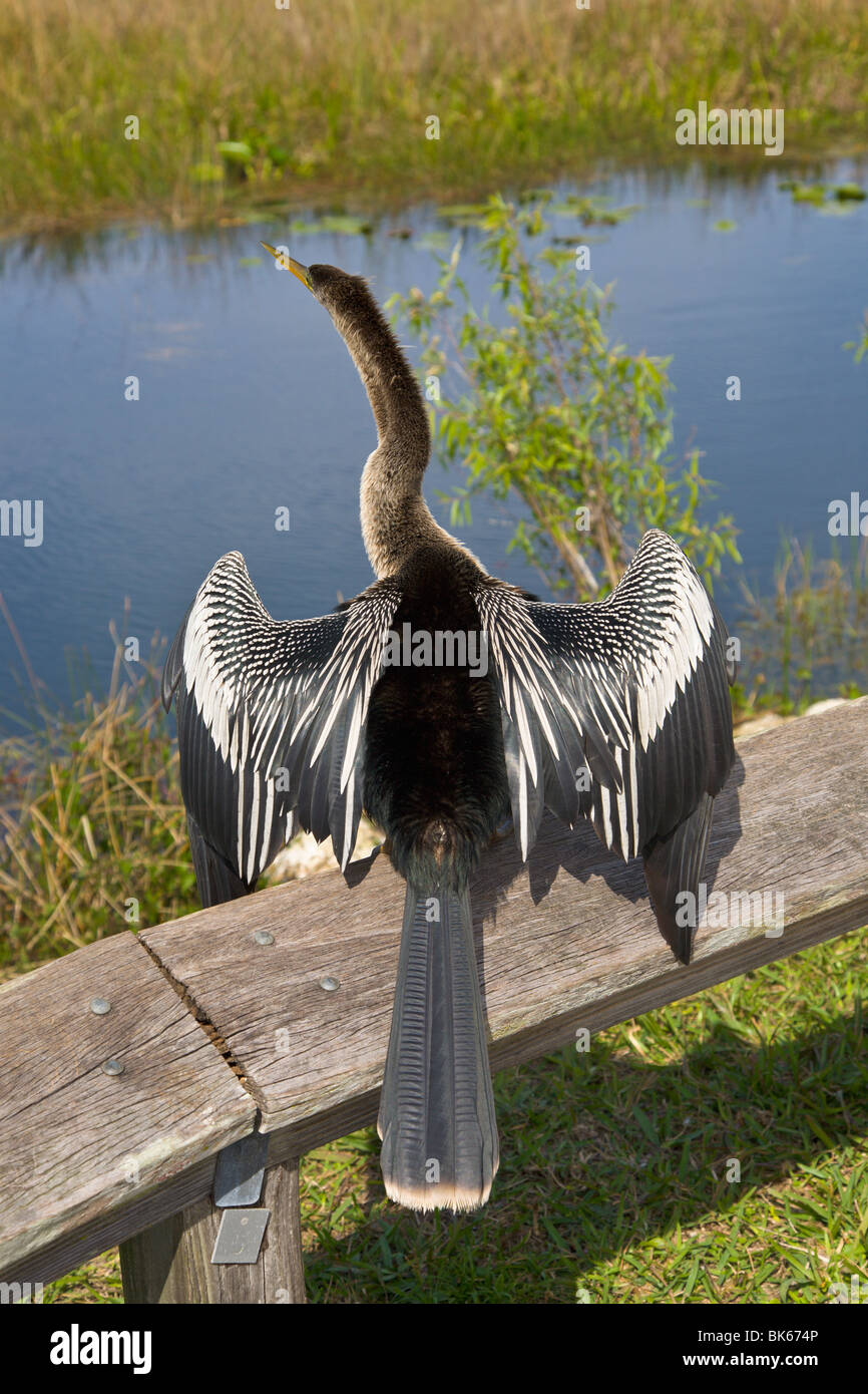 Anhinga trail Banque de photographies et d’images à haute résolution ...
