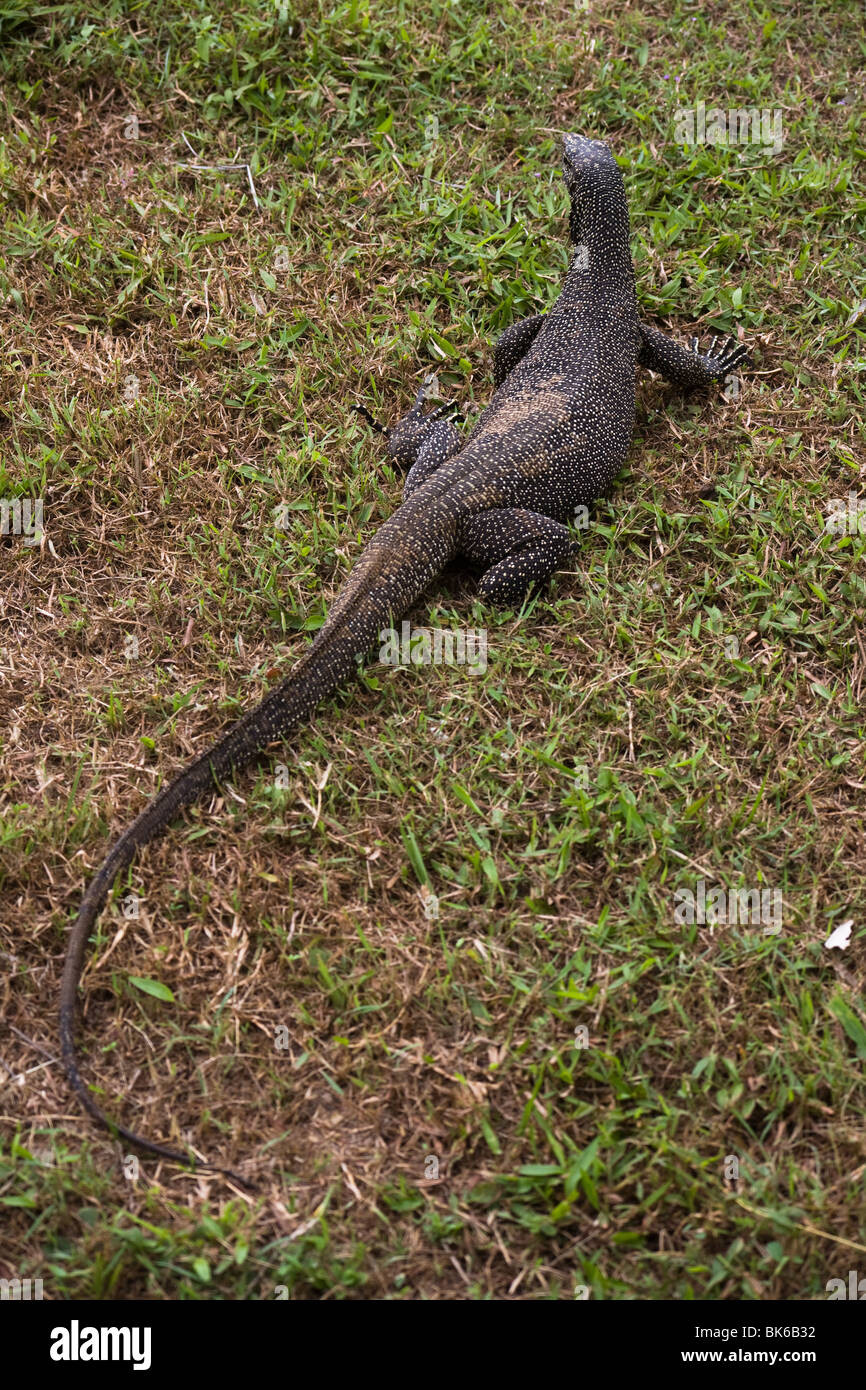 Varanus salvator komaini Banque de photographies et d’images à haute ...