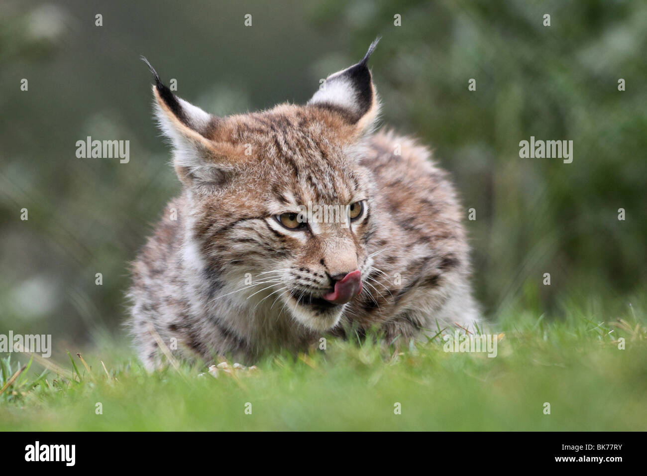 Eurasian lynx lynx lynx eating Banque de photographies et d’images à ...