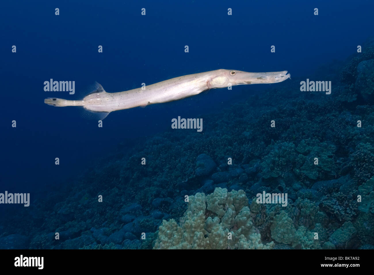 Poisson trompette aulostomus chinensis Banque de photographies et d ...