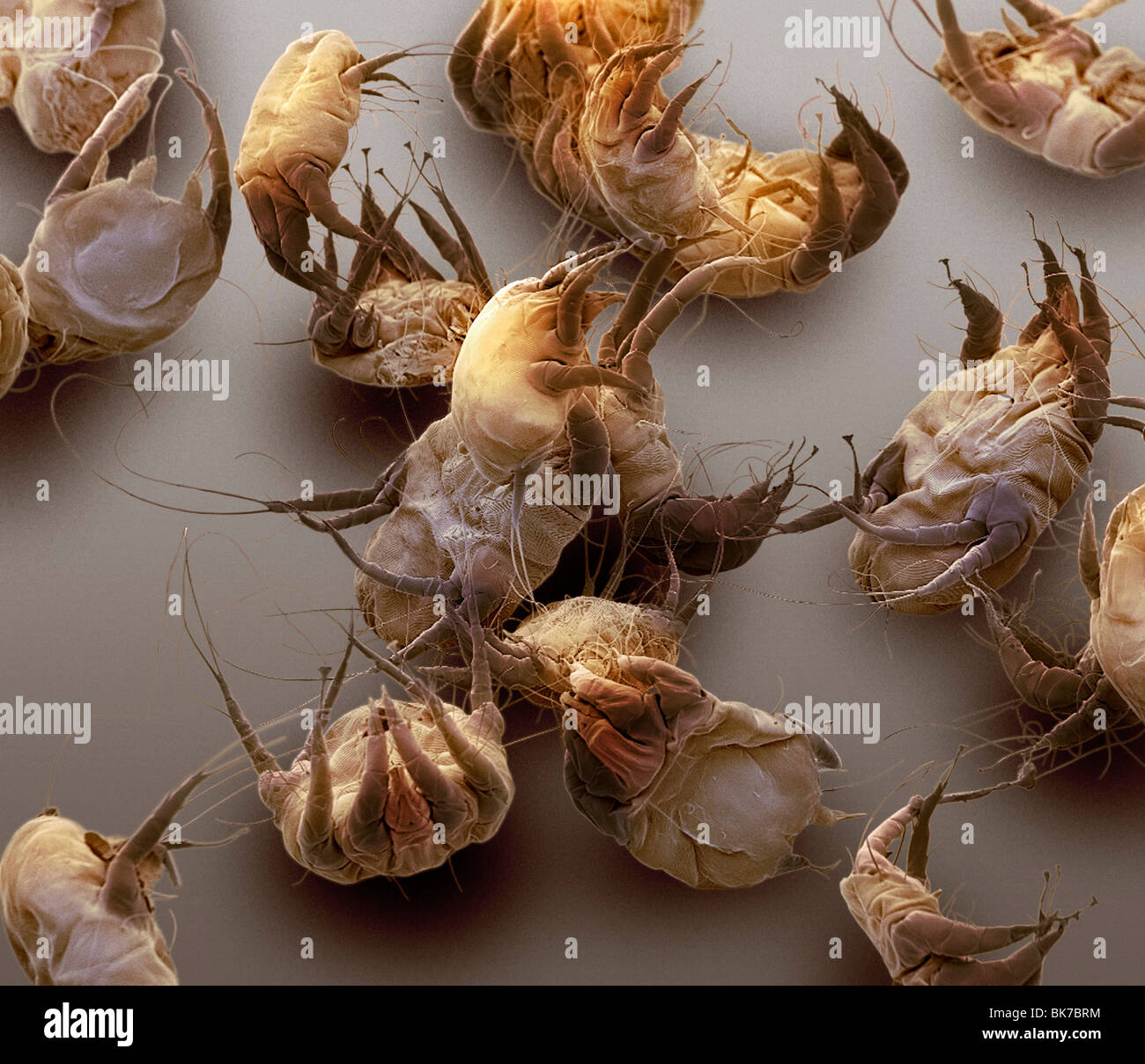 Gale sarcoptique Banque de photographies et d’images à haute résolution ...