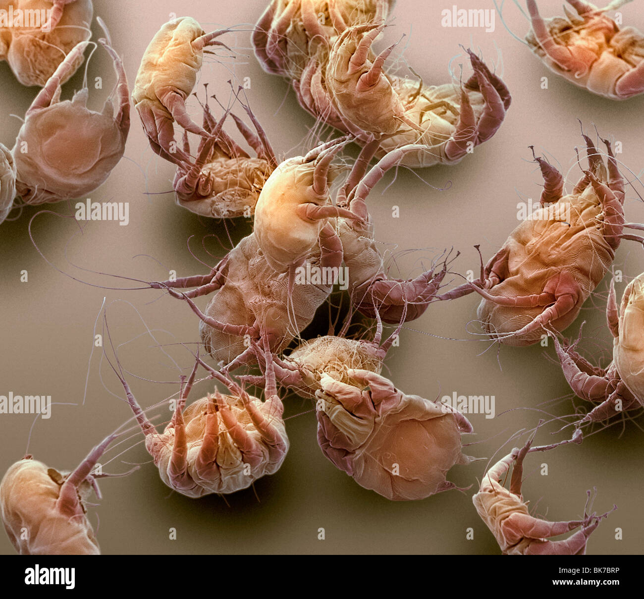 Gale sarcoptique Banque de photographies et d’images à haute résolution ...