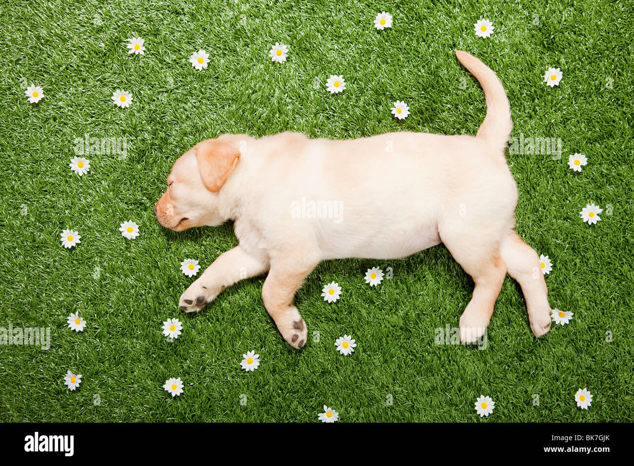 Chiot Labrador Retriever Banque De Photographies Et Dimages à Haute
