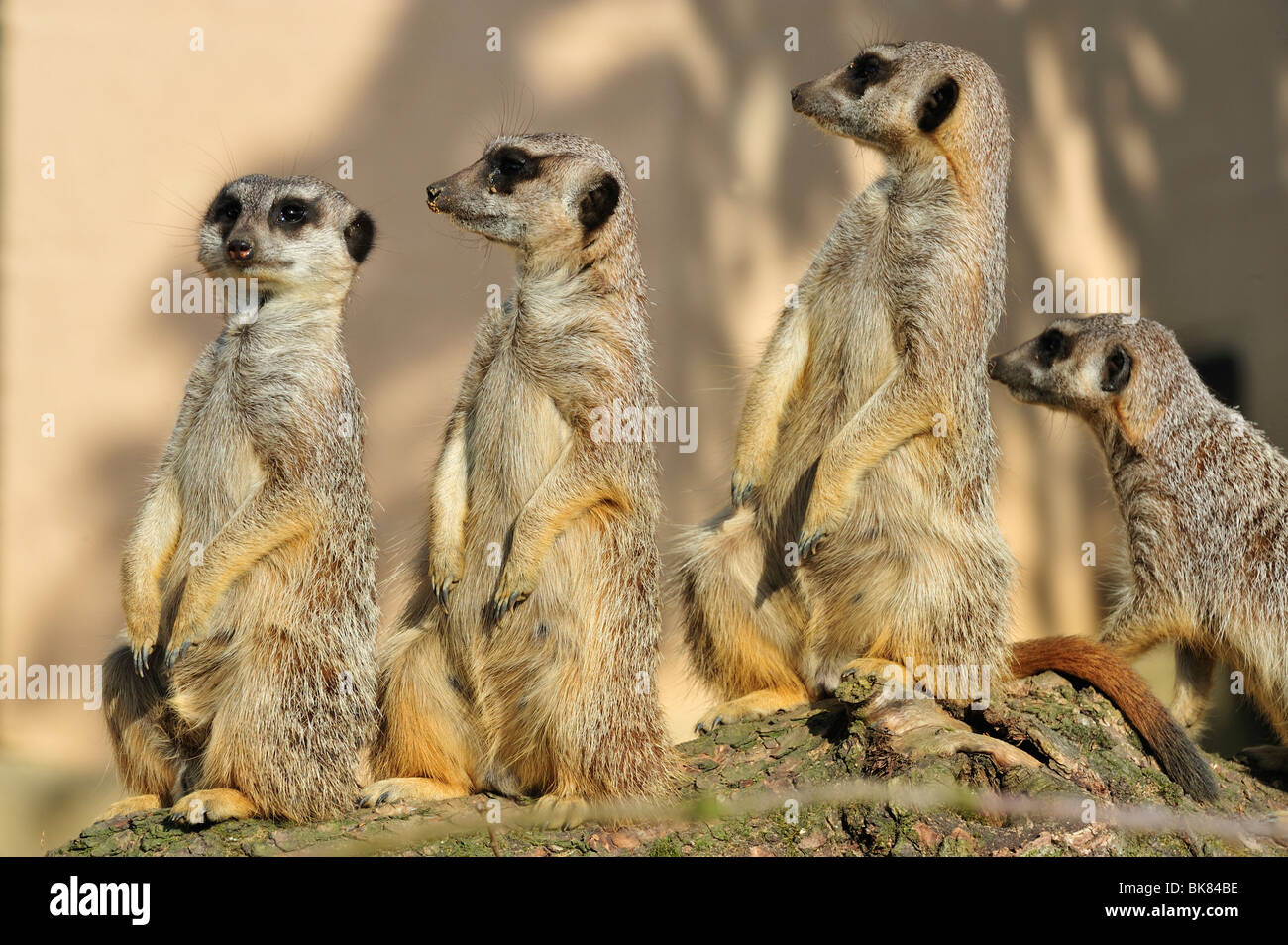 Meerkat family Banque de photographies et d’images à haute résolution ...