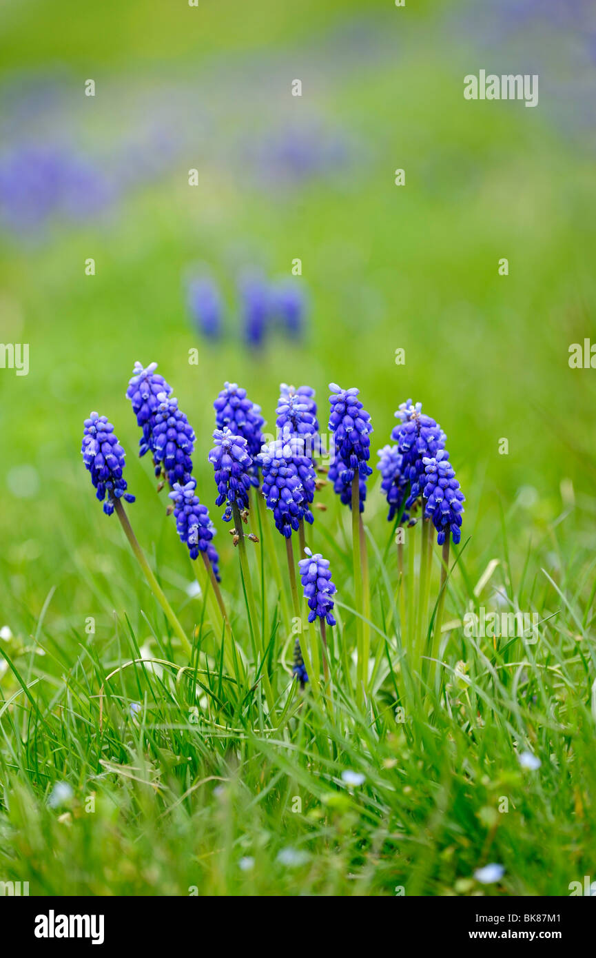 Muscari botryoides Banque de photographies et d’images à haute ...