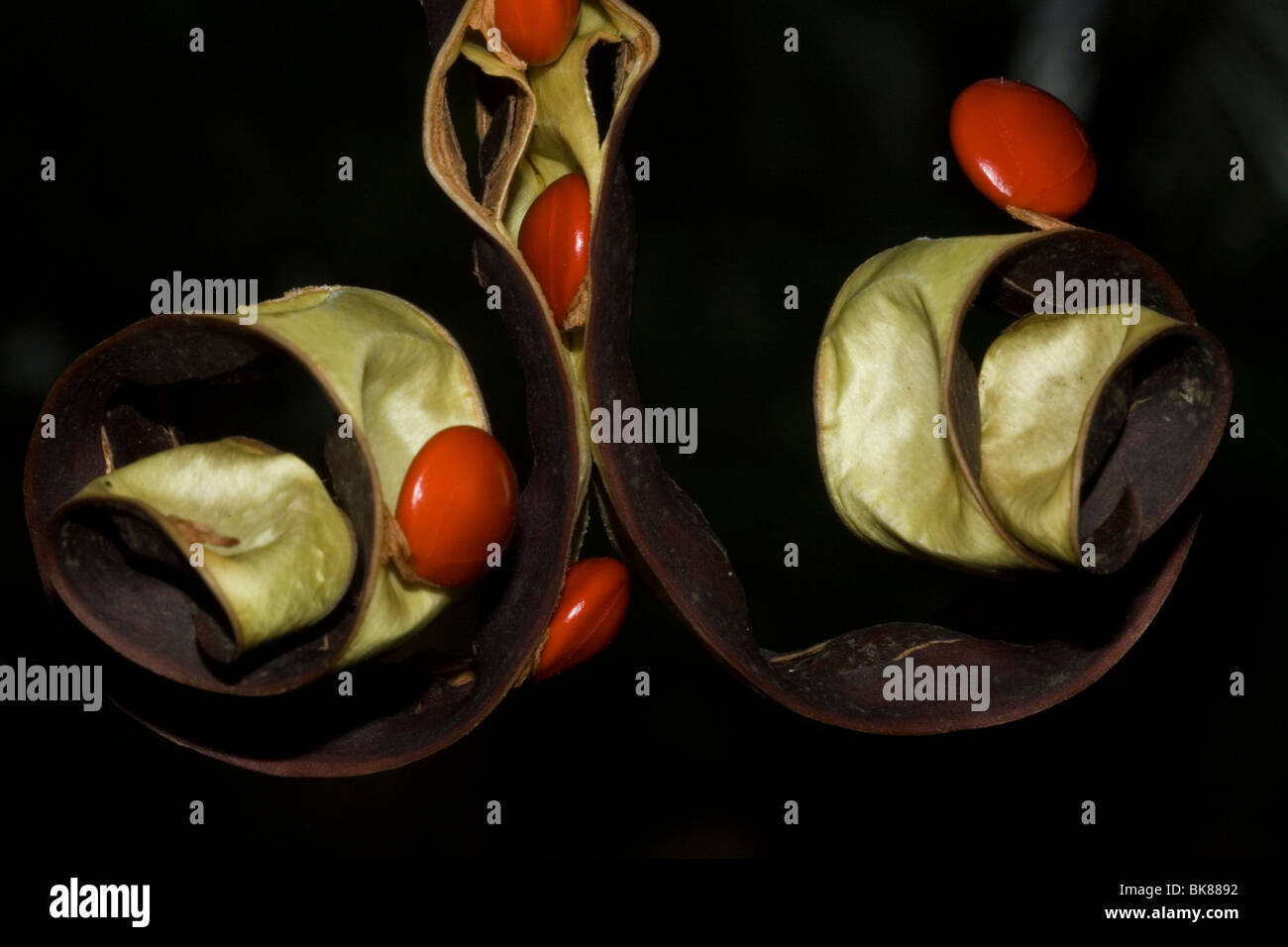 Manjadi kuru Banque de photographies et d’images à haute résolution - Alamy