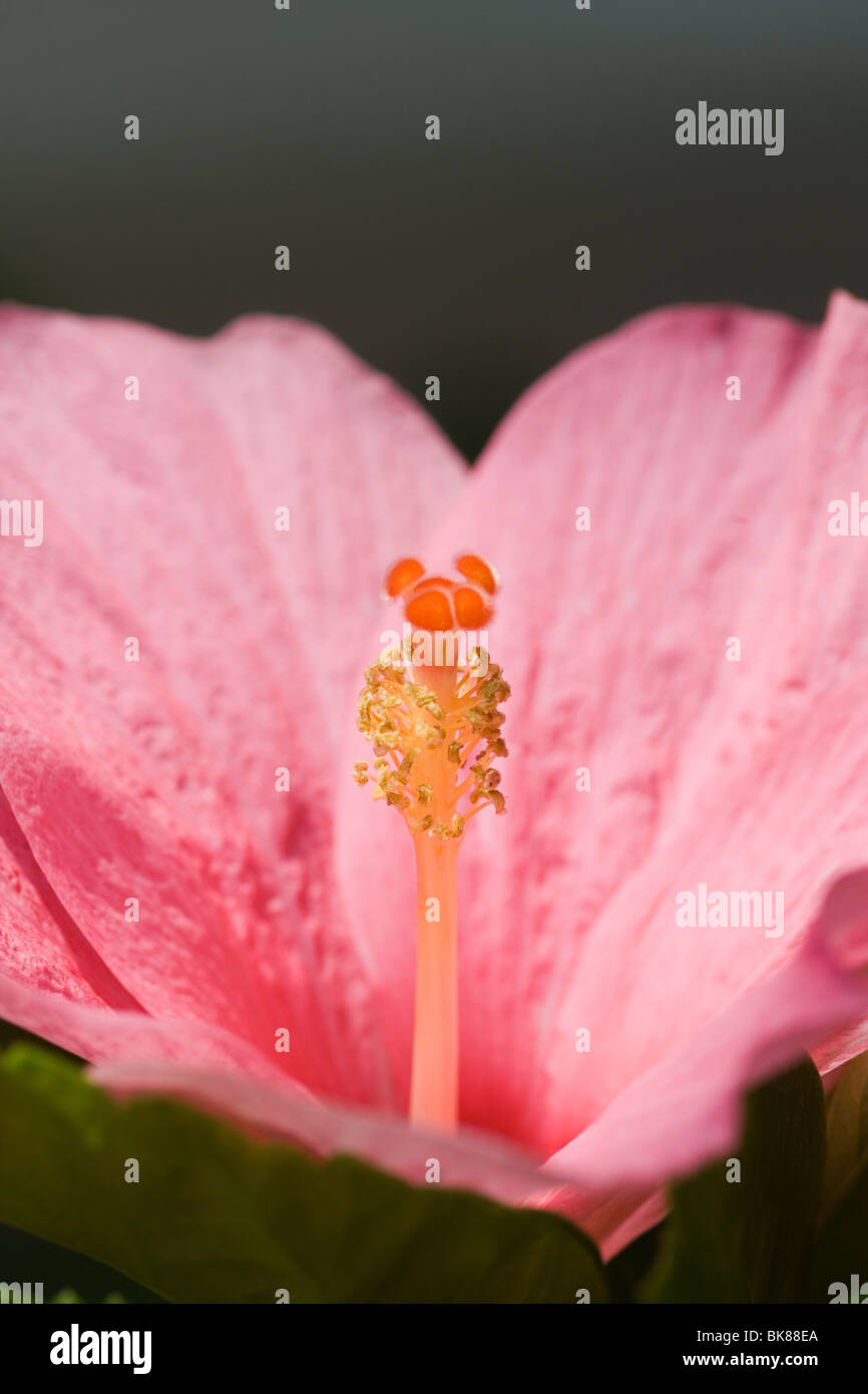 Chembarathi flower Banque de photographies et d’images à haute ...