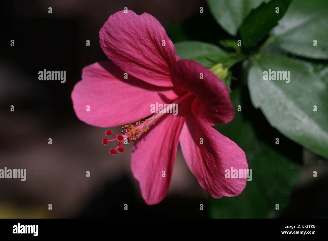 Chembarathi flower Banque de photographies et d’images à haute ...