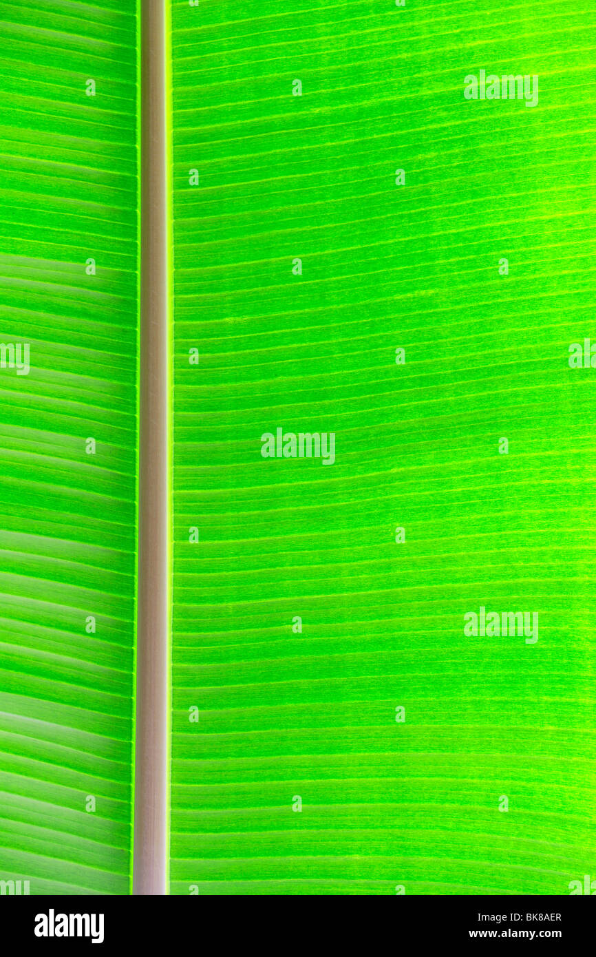 La structure des feuilles de la feuille de bananier (Musa sp.) contre ...