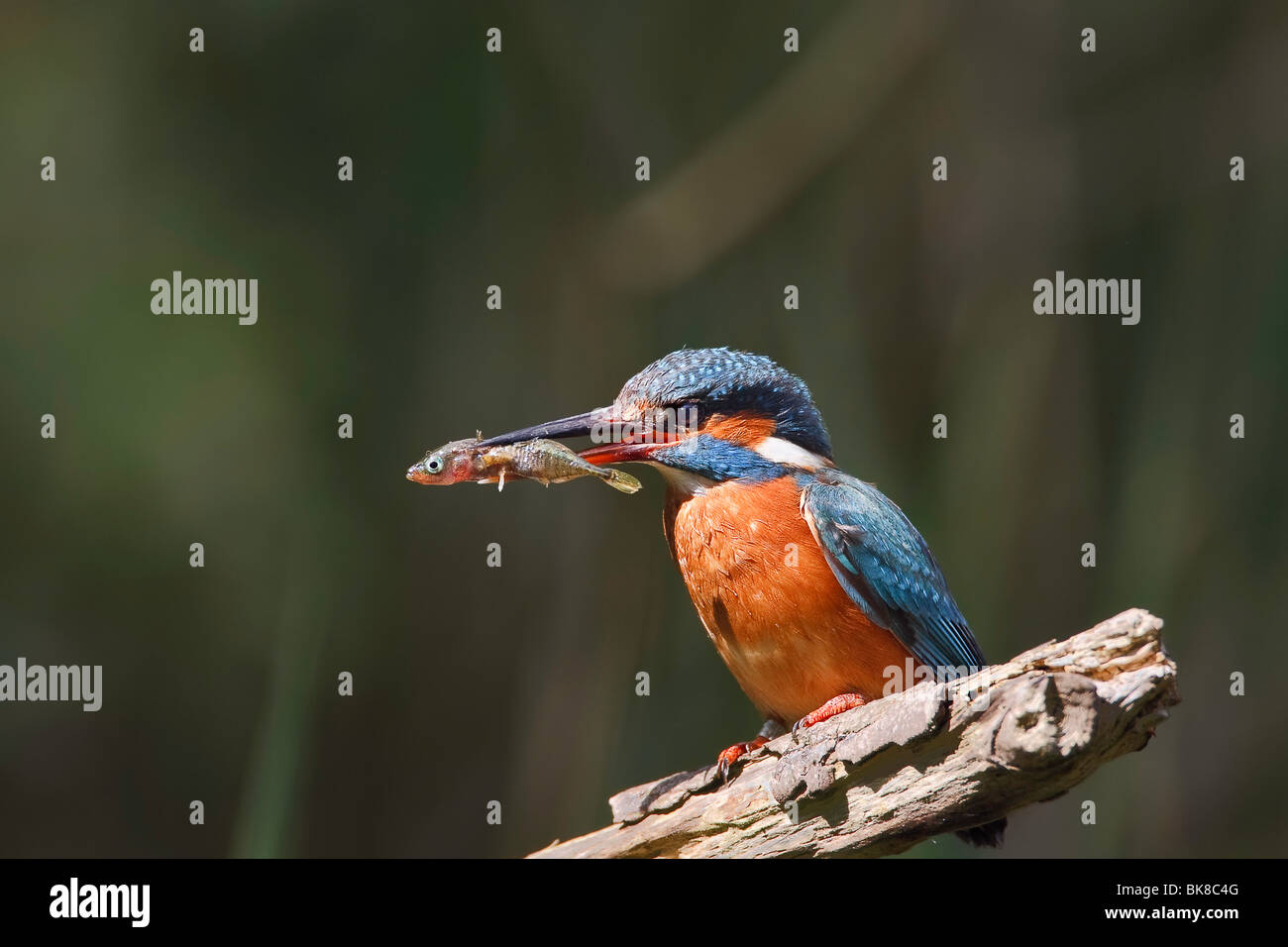 Martin-pêcheur avec un poisson dans son bec Photo Stock - Alamy