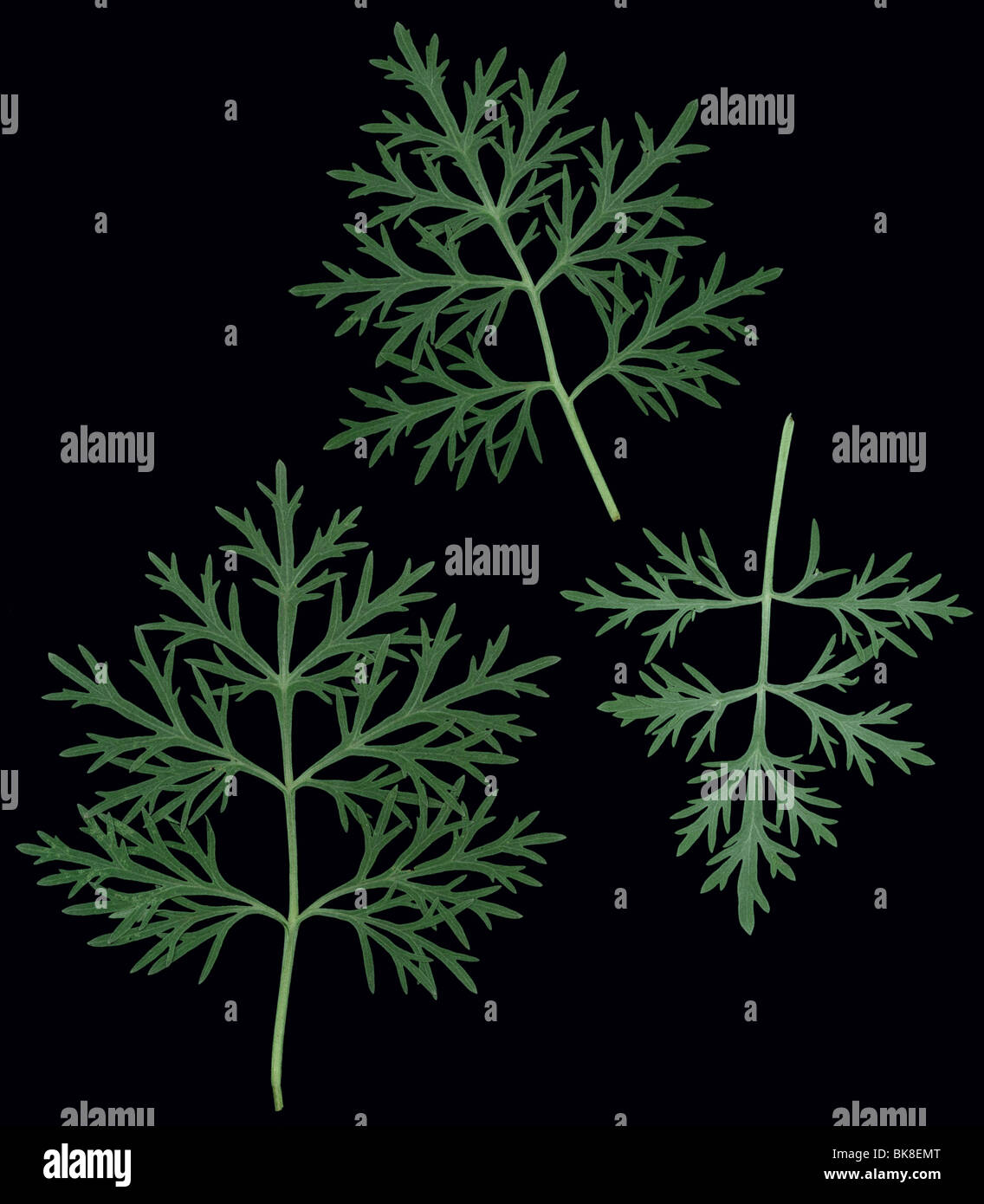 Absinthe plante Banque de photographies et d’images à haute résolution ...