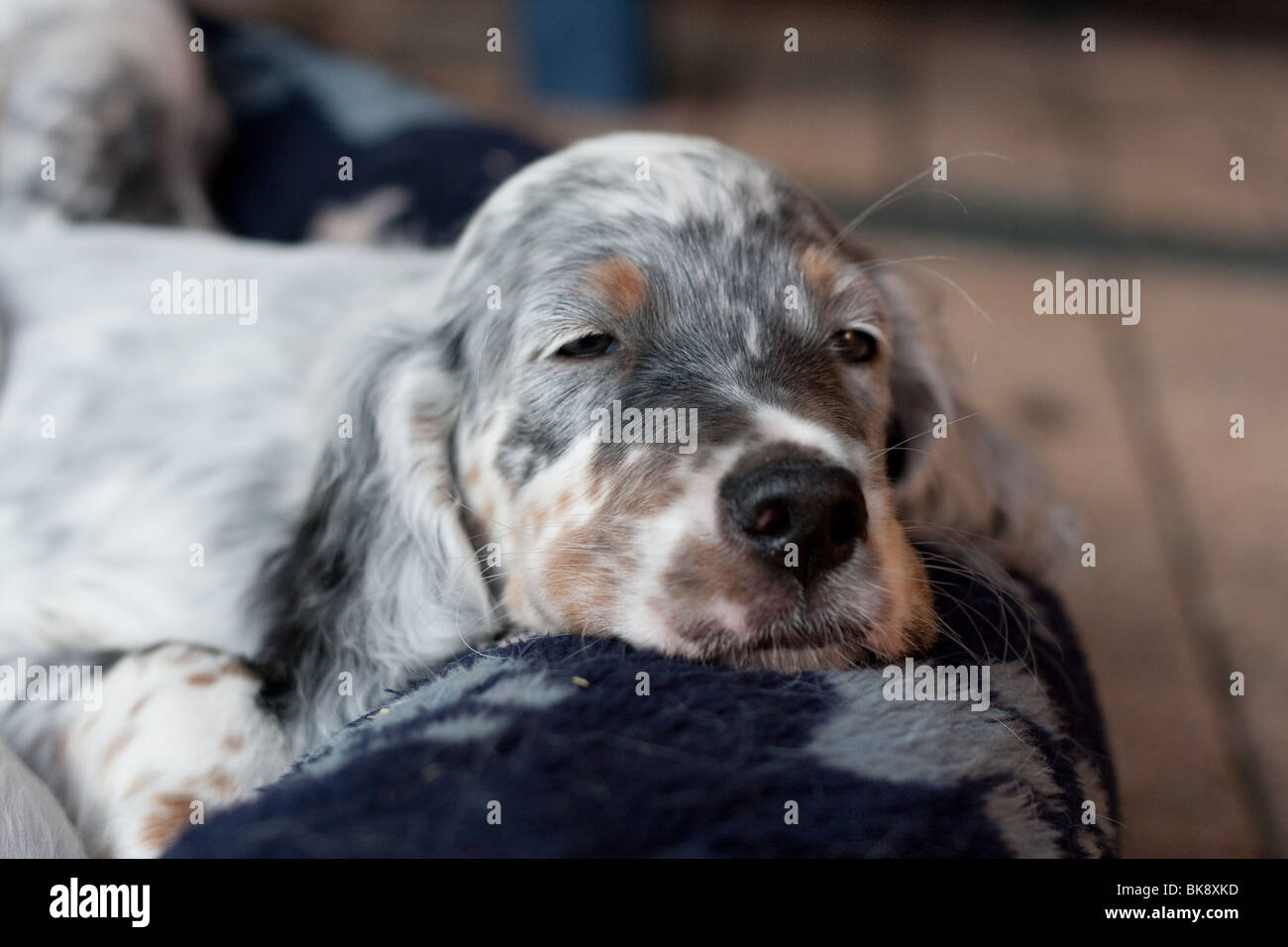 Mignon chiot setter anglais Banque de photographies et d’images à haute ...