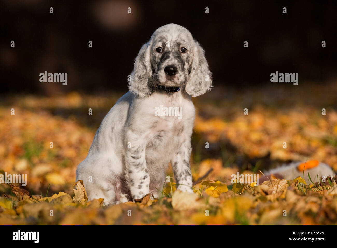 Setter anglais Banque de photographies et d’images à haute résolution ...