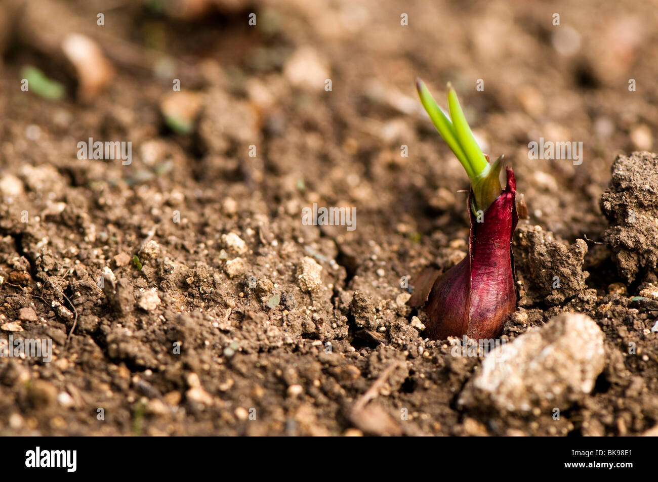 Onion red baron Banque de photographies et d’images à haute résolution ...