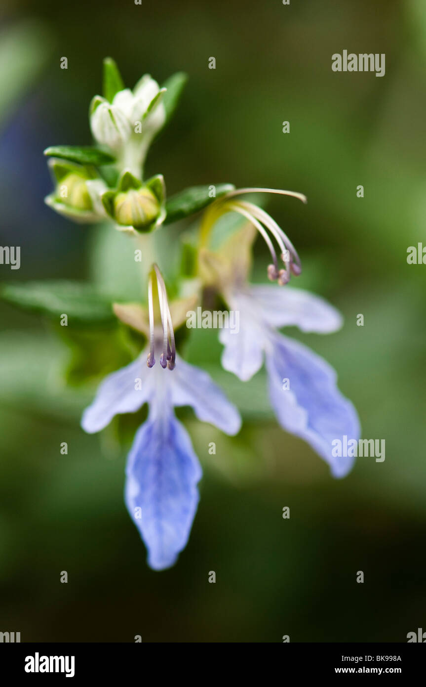 Teucrium fruticans Banque de photographies et d’images à haute ...