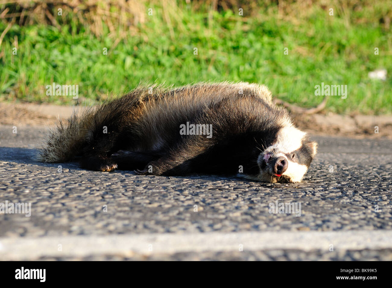 Roadkill badger Banque de photographies et d’images à haute résolution ...
