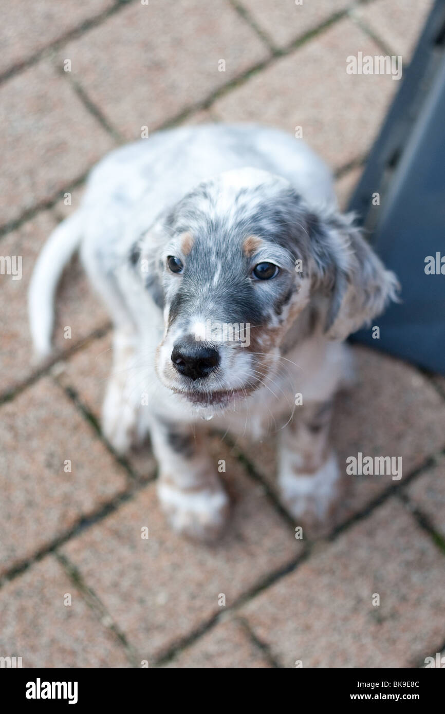Chiot setter anglais Banque de photographies et d’images à haute ...